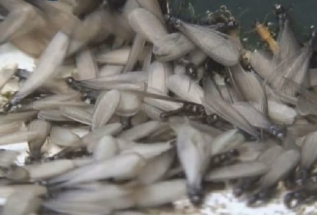 Cómo Saber Si Hay Termitas En Tu Casa Y ACABA CON ELLAS 2025